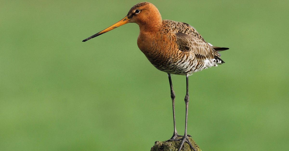 Vogelbescherming Nederland | Goededoelen.nl